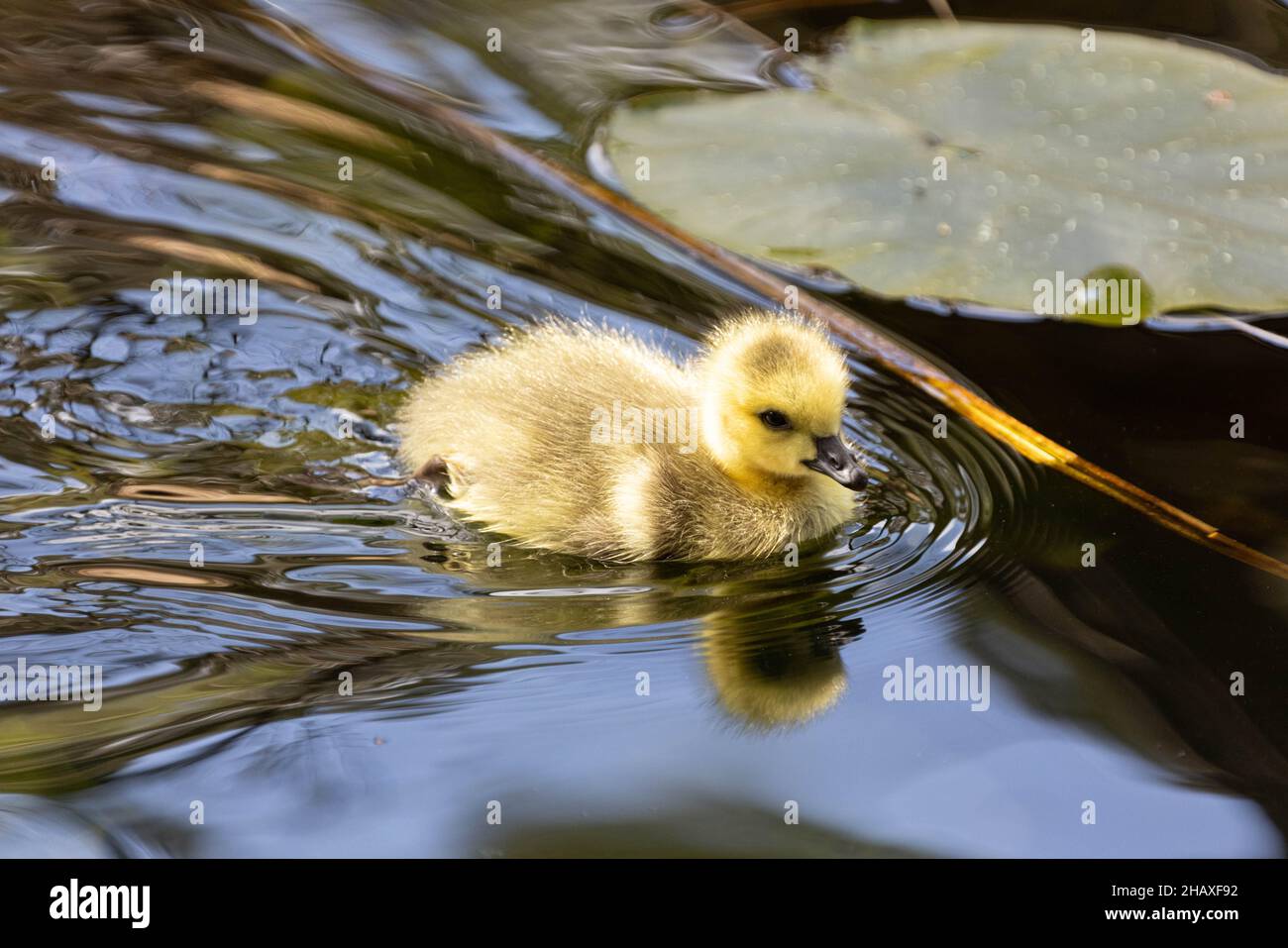 Baby goose hi-res stock photography and images - Alamy