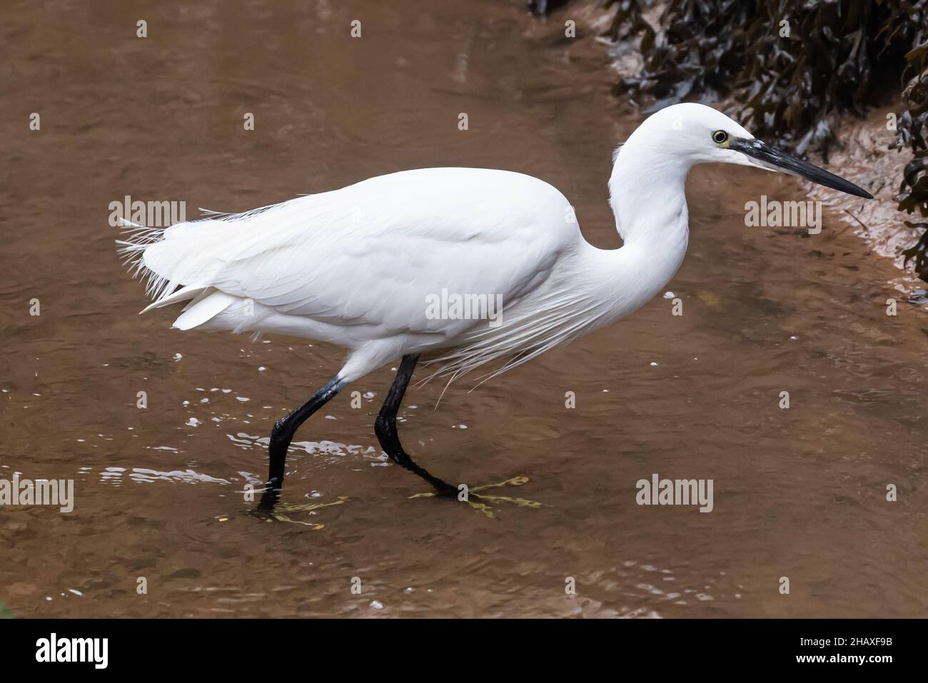 River Exe Fishing High Resolution Stock Photography and Images - Alamy