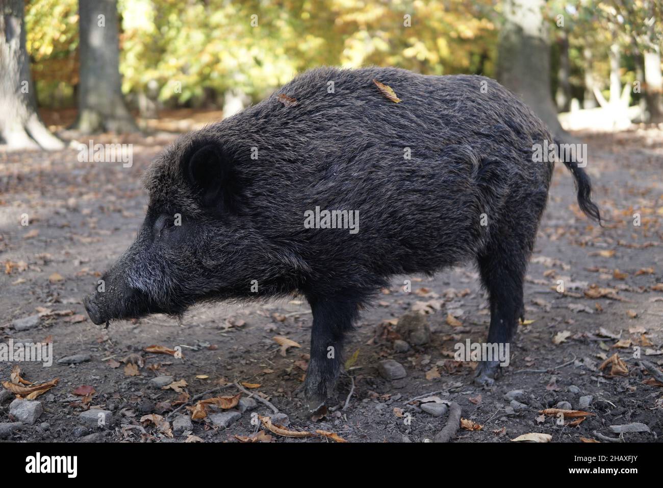 Closeup of a beautiful boar on the farm on a sunny day Stock Photo - Alamy