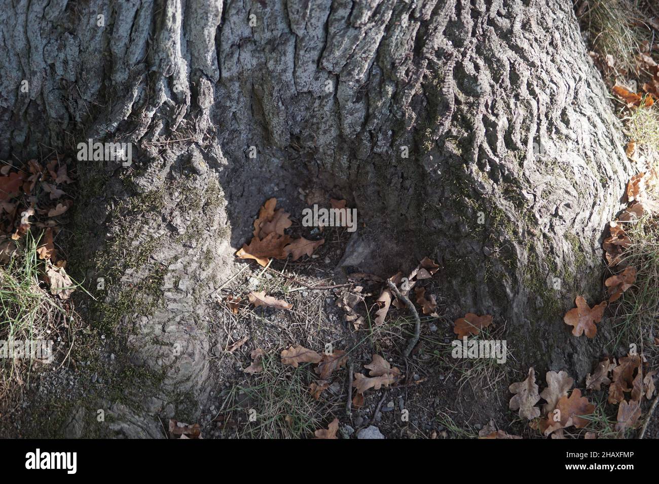 Closeup shot of the tree trunk in the park Stock Photo - Alamy