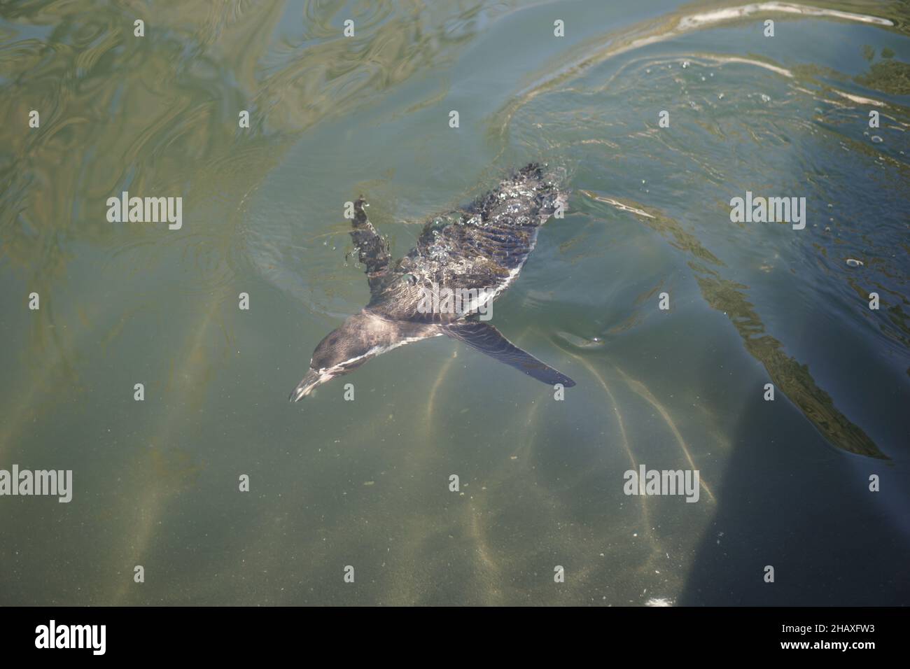 Closeup of a beautiful diving bird in the water Stock Photo - Alamy