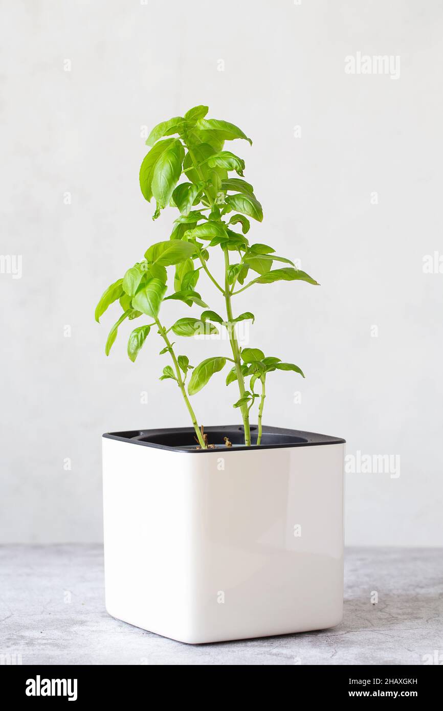 Green basil in a white cube pot. A potted basil plant. Kitchen herb ...