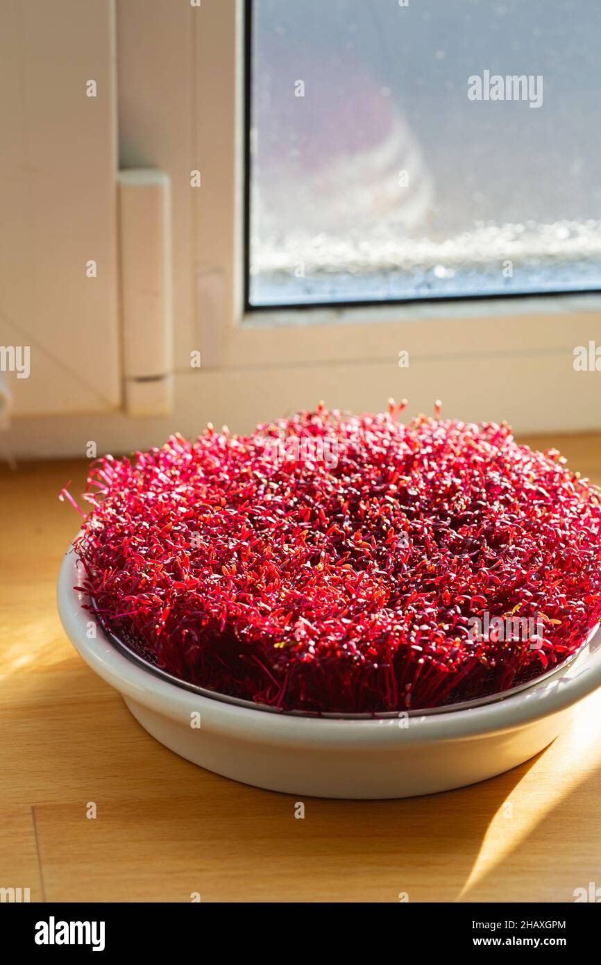 Amaranth micro herbs. Sprouting Micro greens. Seed Germination at home ...