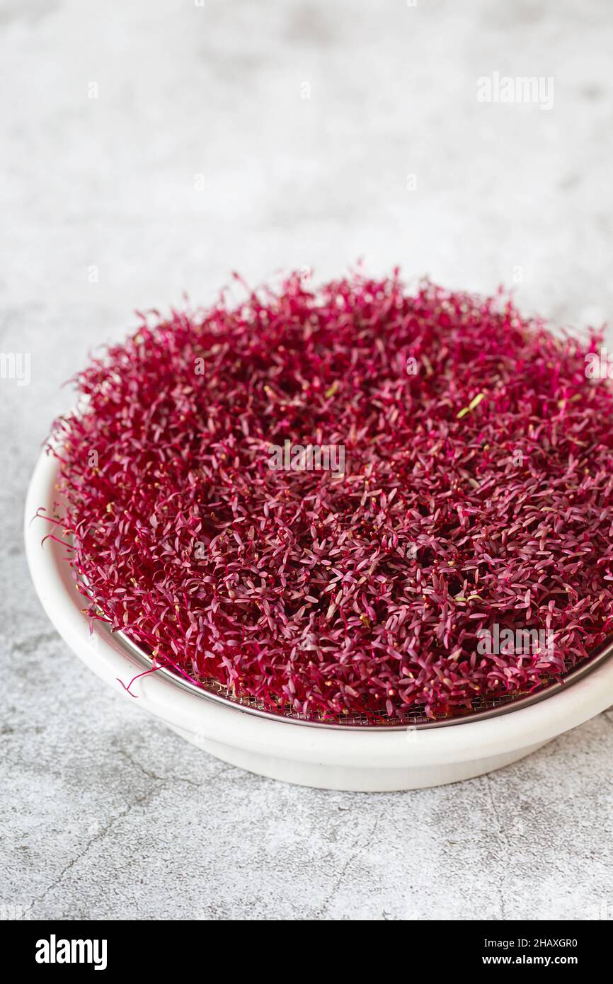 Amaranth micro herbs. Sprouting Micro greens. Seed Germination at home ...
