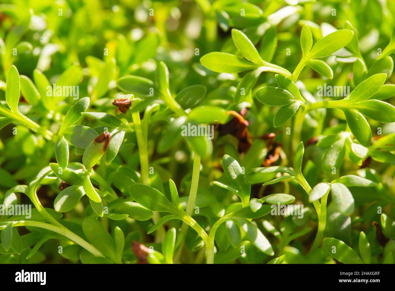 cress micro herbs. Sprouting Microgreens. Seed Germination at home ...