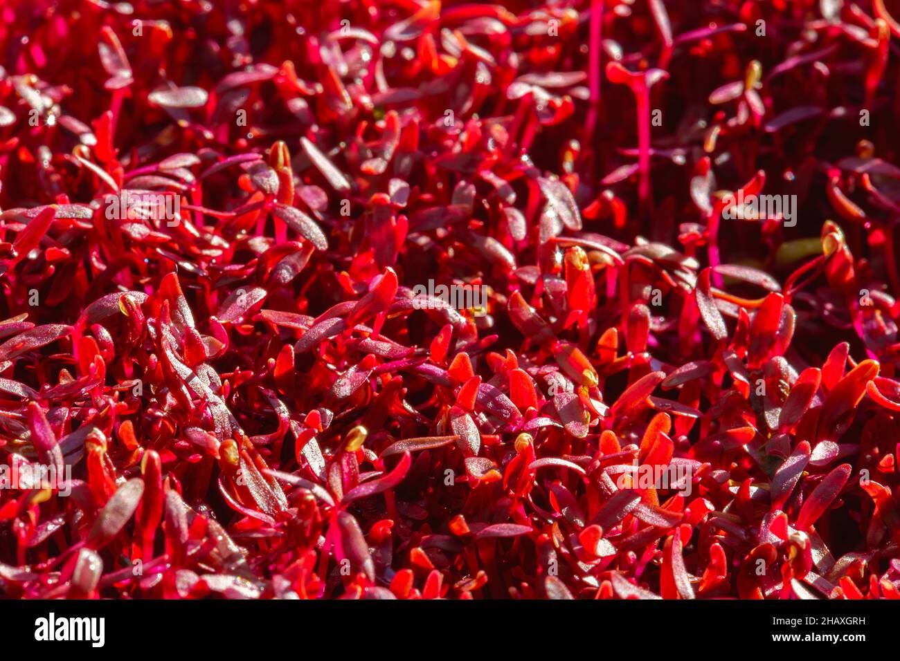 Amaranths seeds hi-res stock photography and images - Alamy