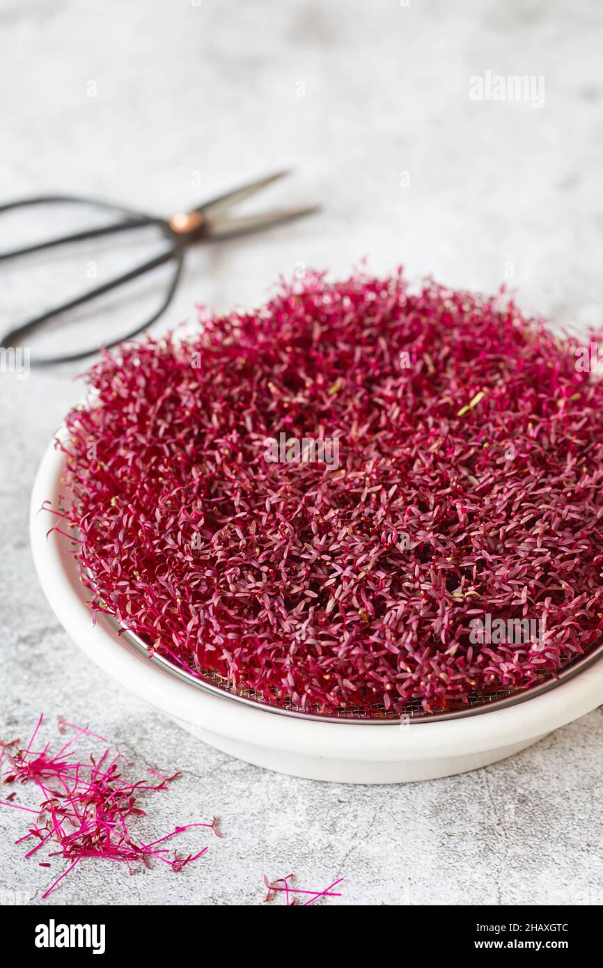 Amaranth micro herbs. Sprouting Micro greens. Seed Germination at home ...