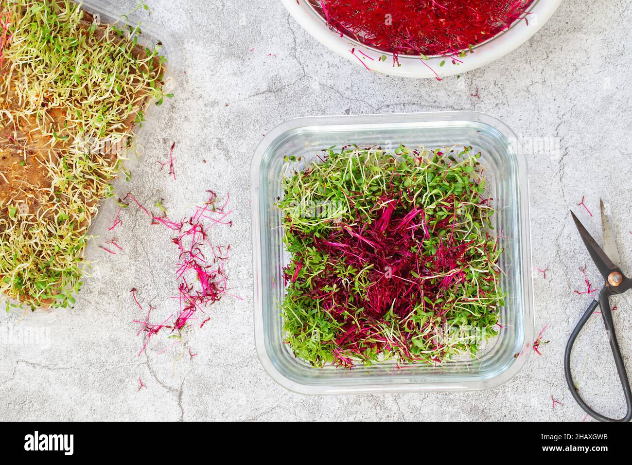 Amaranth micro herbs. Sprouting Micro greens. Seed Germination at home ...