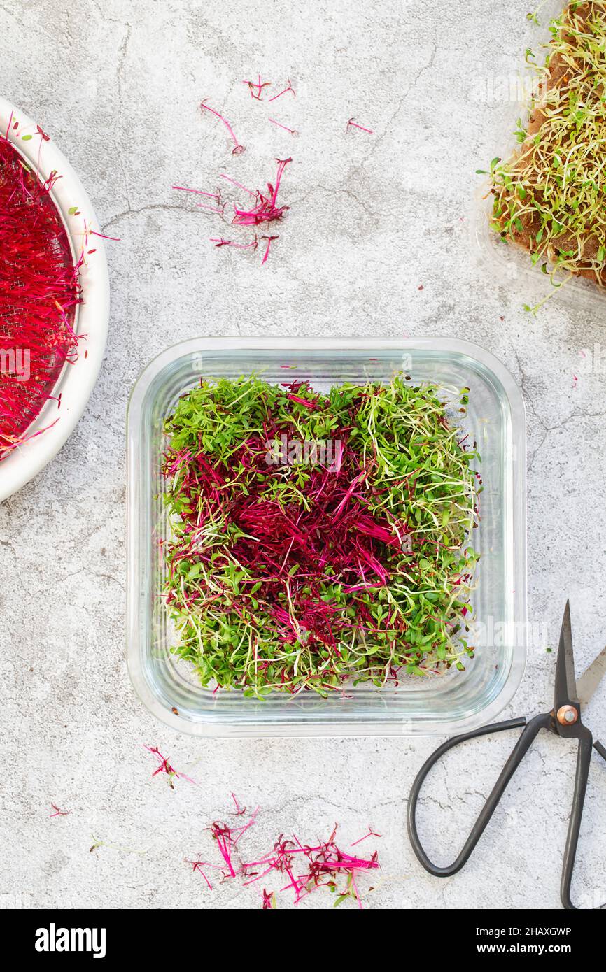 Amaranth micro herbs. Sprouting Micro greens. Seed Germination at home ...