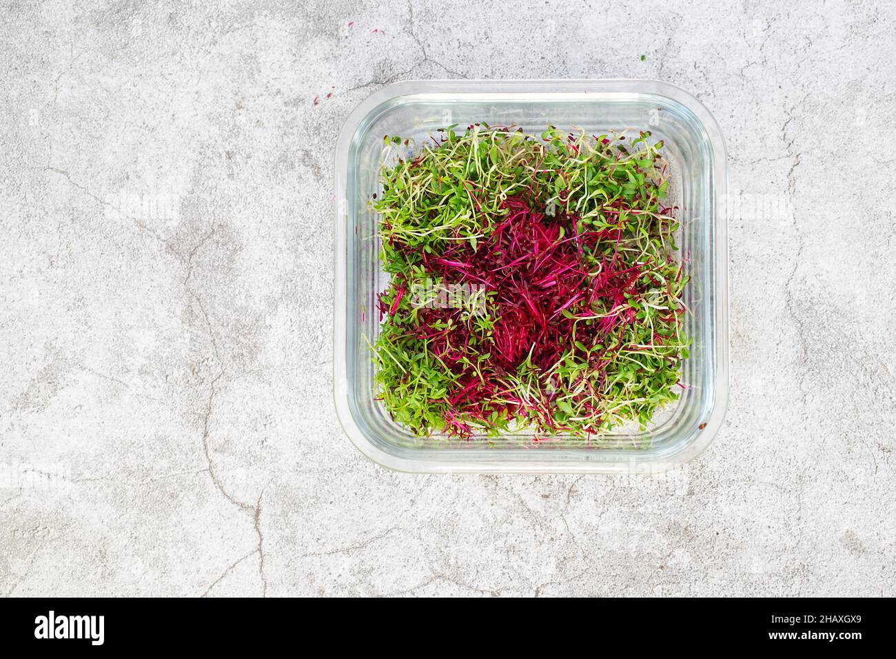 Amaranth micro herbs. Sprouting Micro greens. Seed Germination at home ...