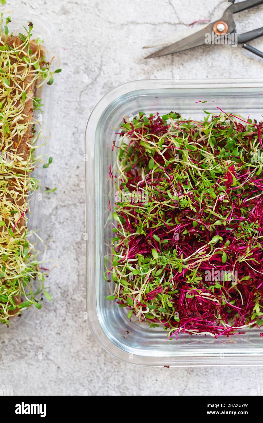 Amaranths seeds hi-res stock photography and images - Alamy