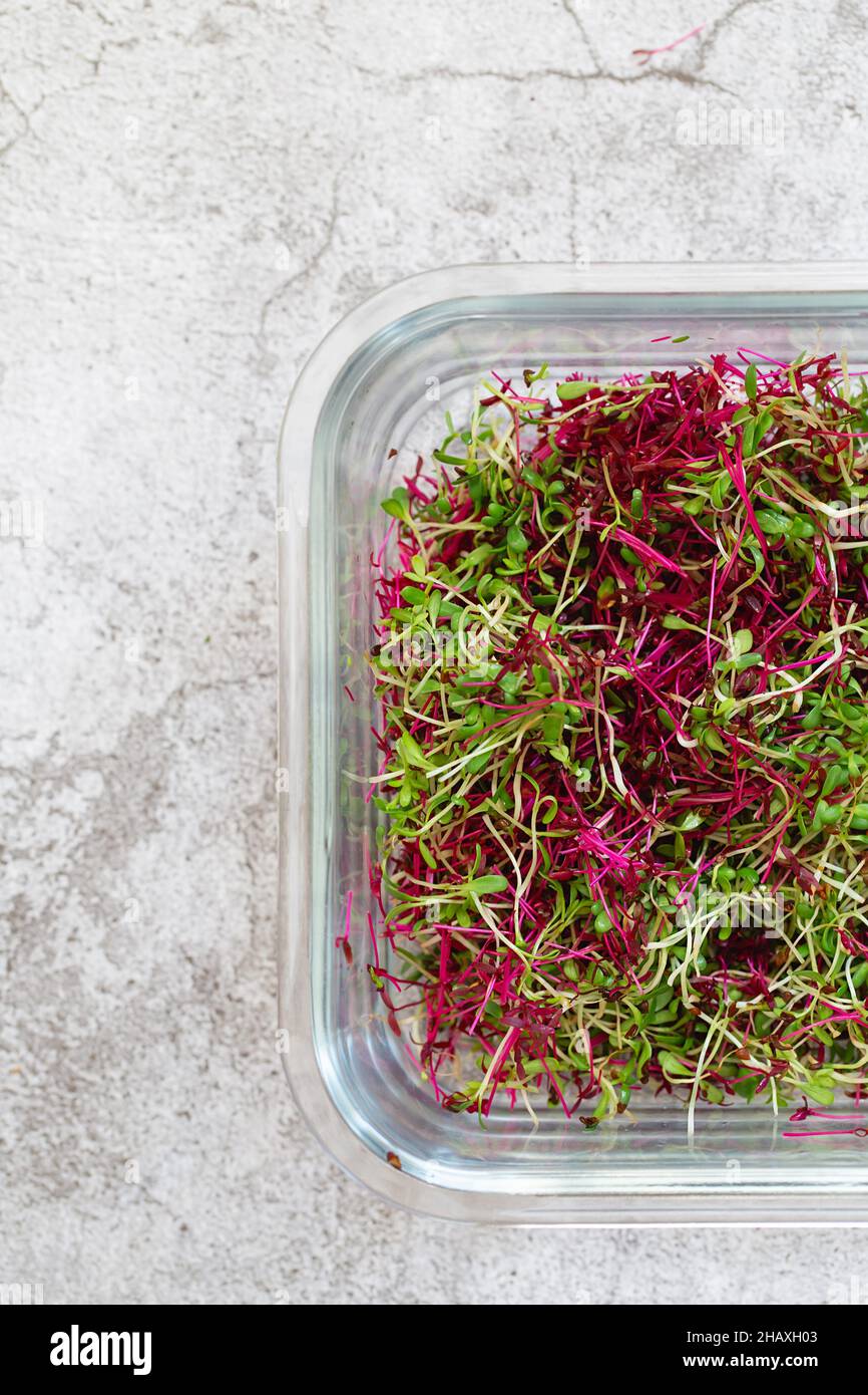 Amaranth micro herbs. Sprouting Micro greens. Seed Germination at home ...