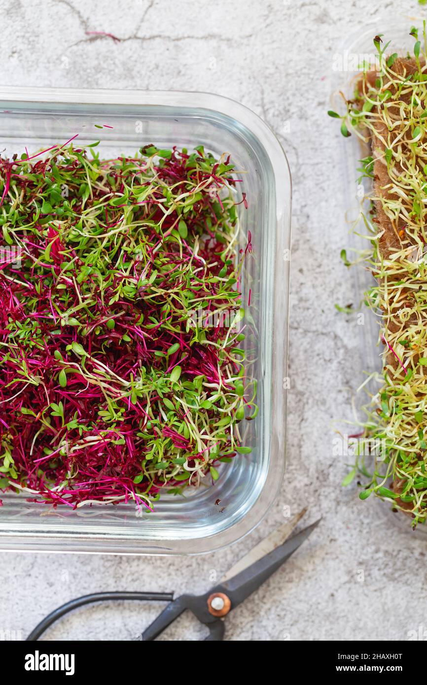 Amaranth micro herbs. Sprouting Micro greens. Seed Germination at home ...