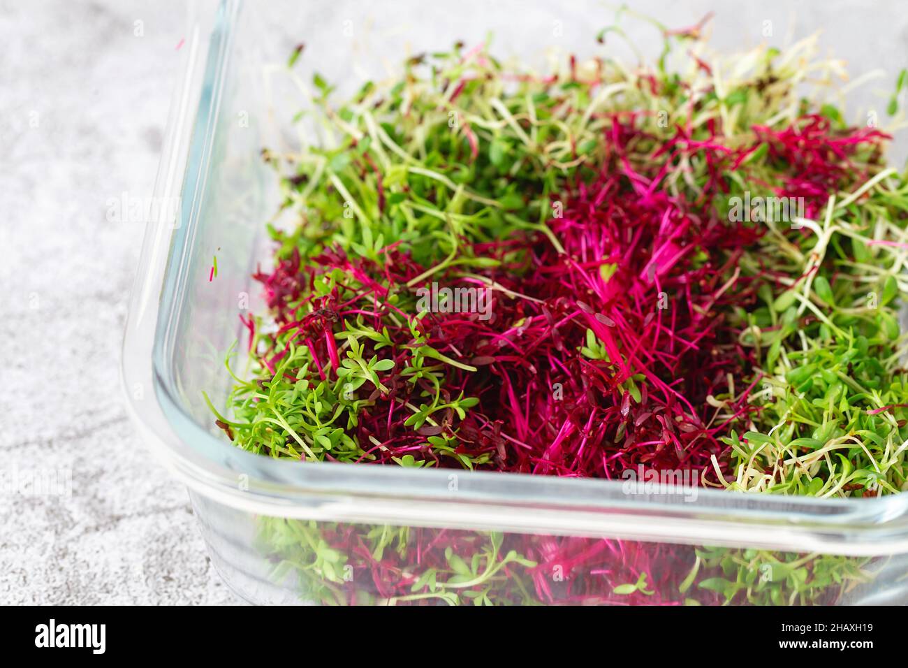 Amaranth micro herbs. Sprouting Micro greens. Seed Germination at home ...