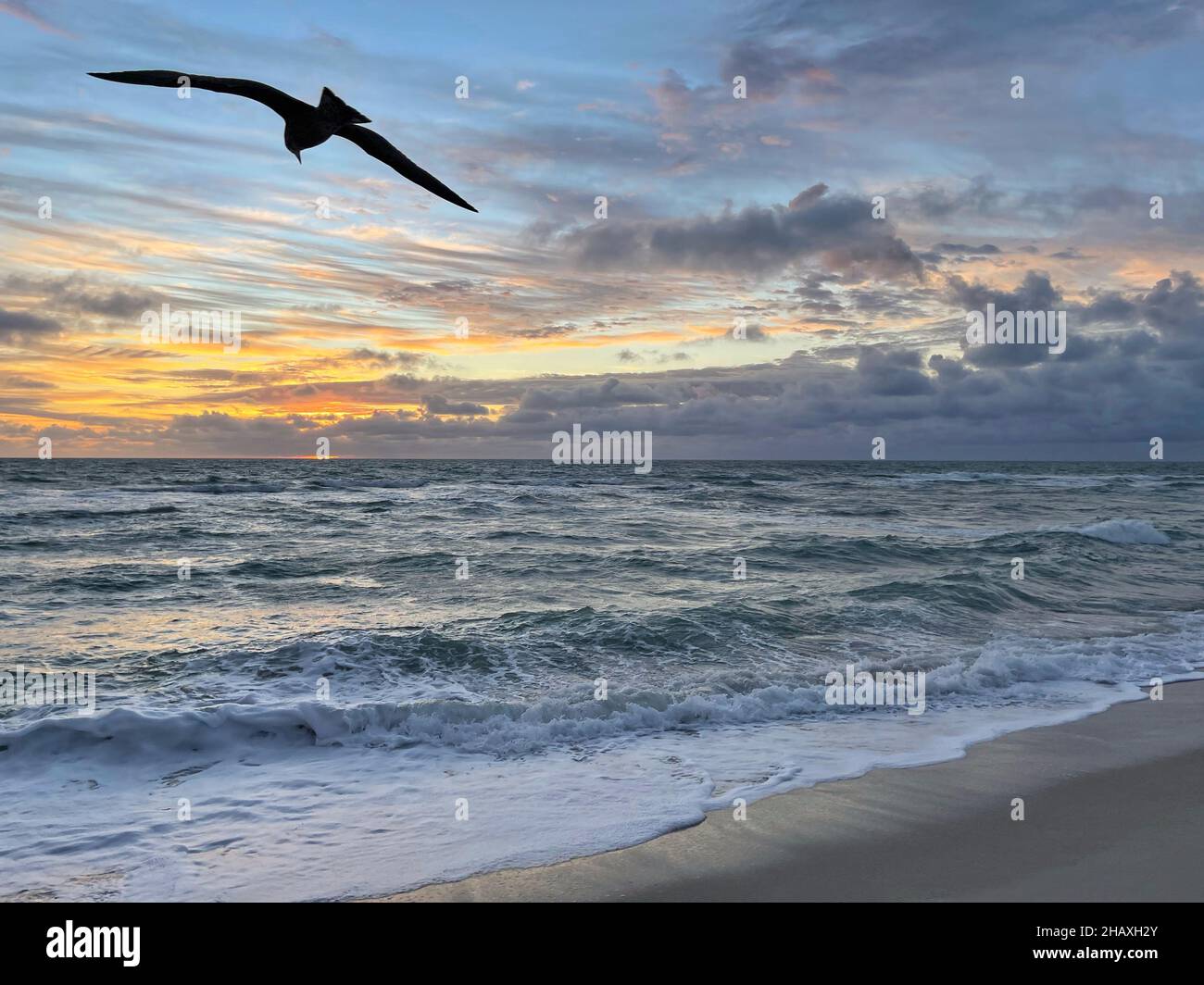 Silhouette of a bird flying over beach at sunrise, Miami Beach, Miami ...