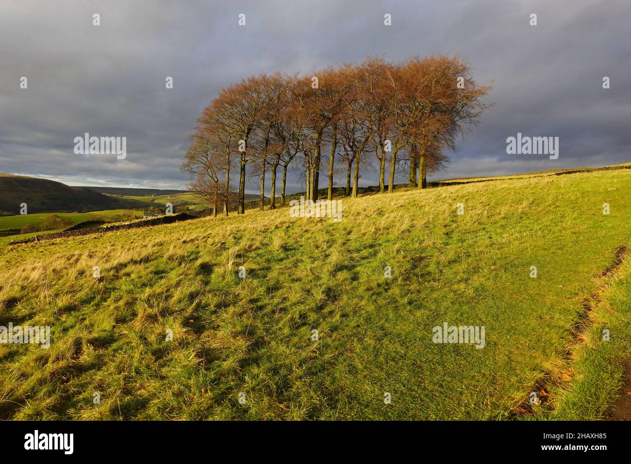 A small copse near the snake path on the outskirts of Hayfield ...