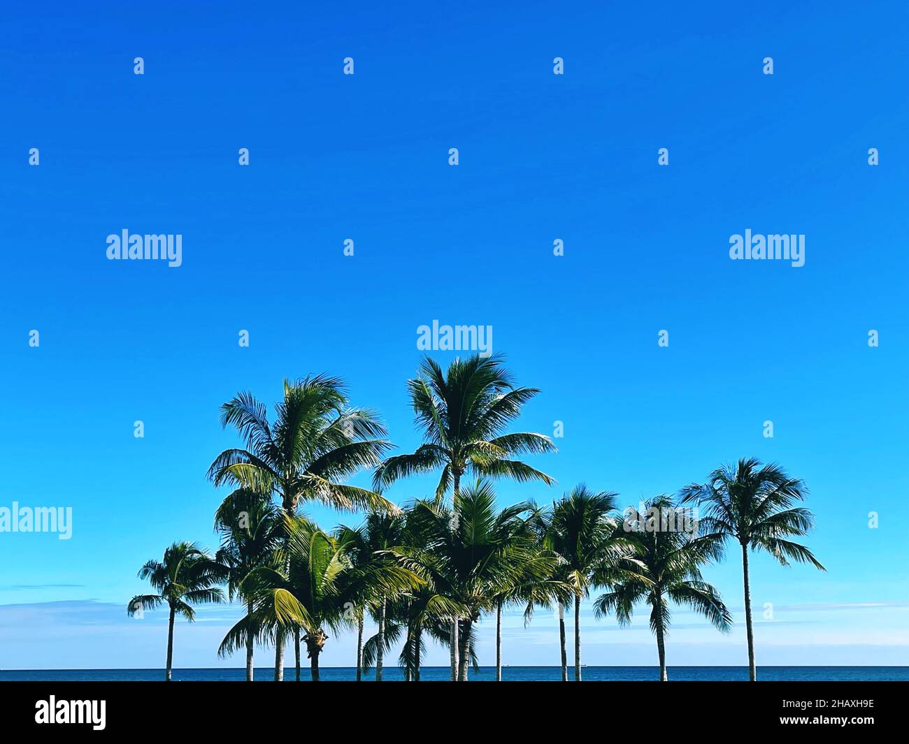 Palm trees on beach, Islamorada, Florida Keys, Florida, USA Stock Photo ...