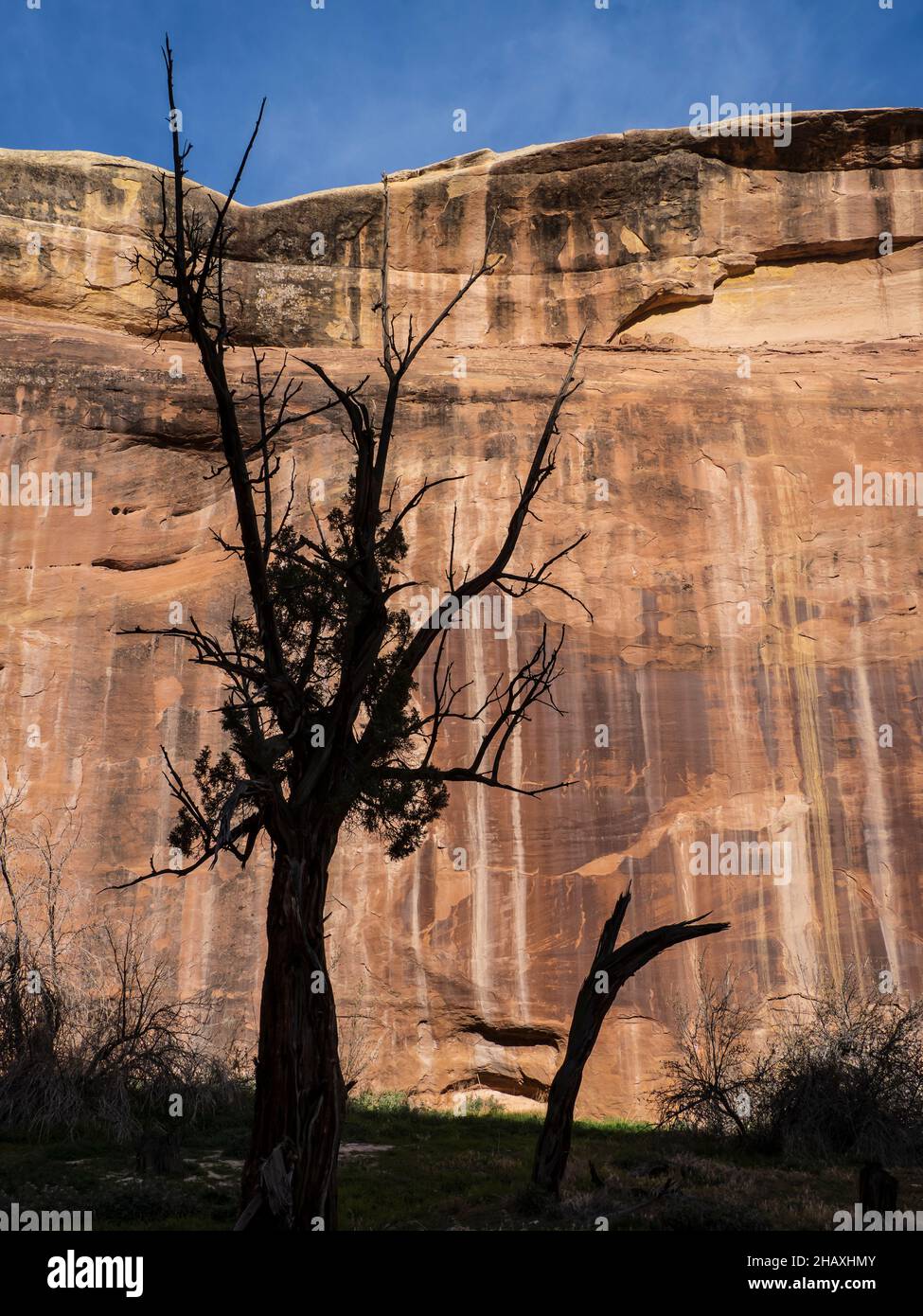 Juniper loop hi-res stock photography and images - Alamy