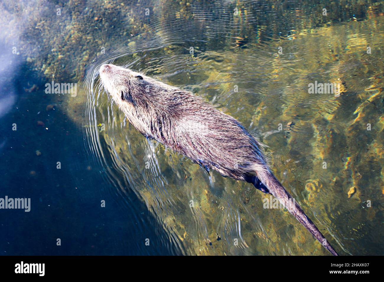 beaver swimming in the water, photographed from above Stock Photo - Alamy