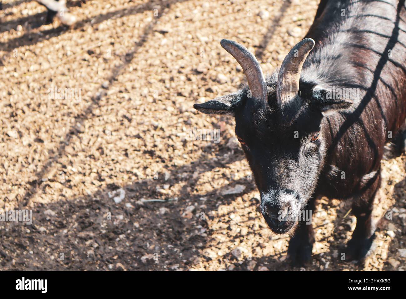 a black goat standing on a path and watching Stock Photo - Alamy
