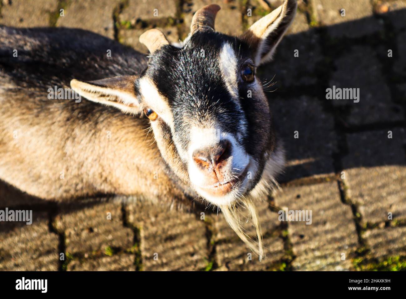 a goat looking up from a stone way Stock Photo - Alamy
