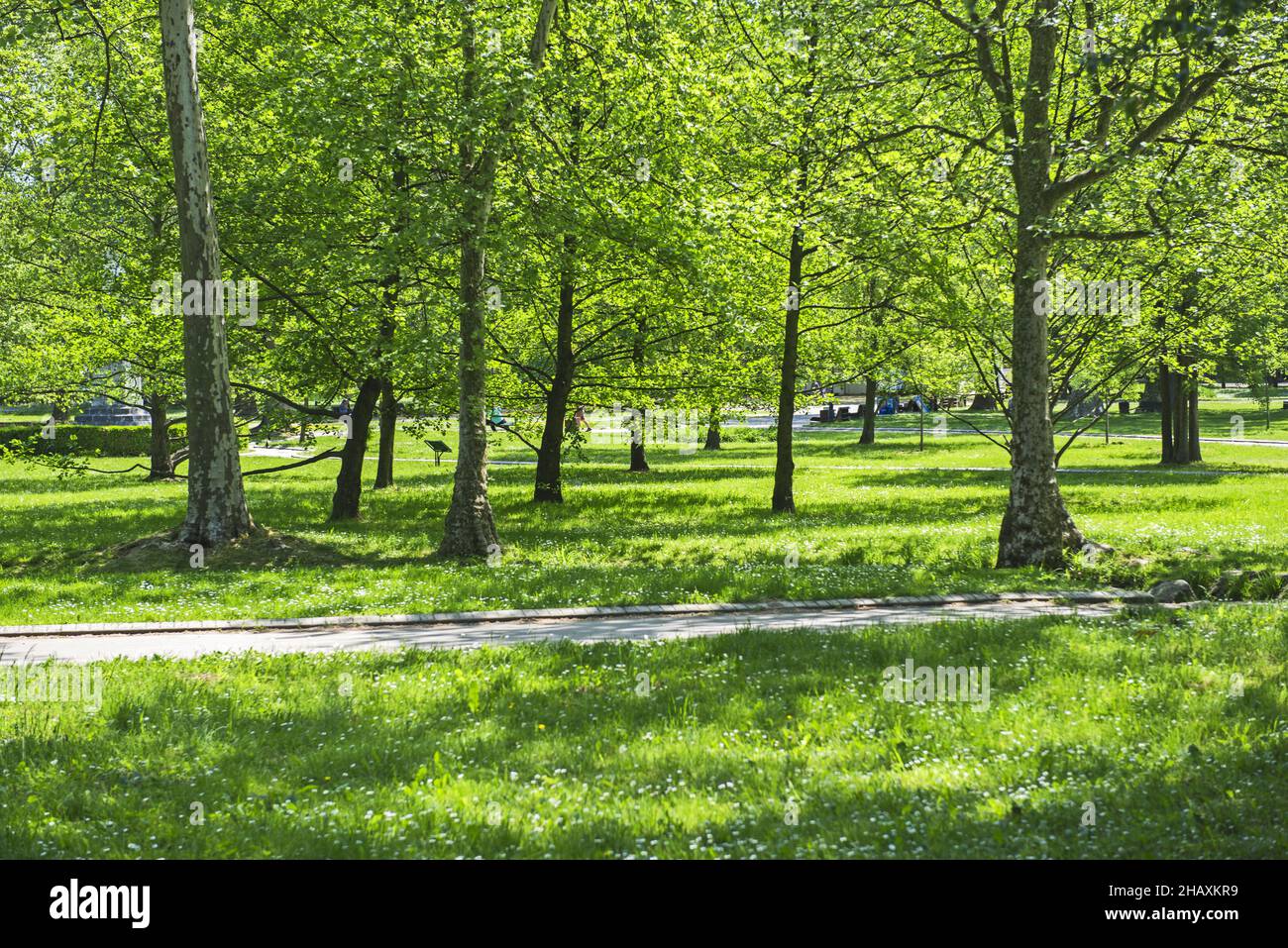 Beautiful view of green grass field and large trees in a park Stock ...