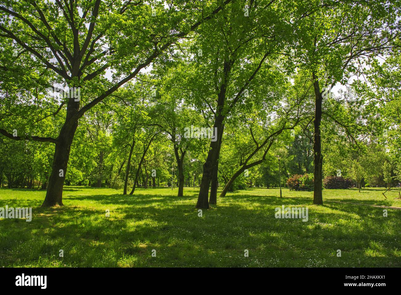 Beautiful view of green grass field and large trees in a park Stock ...