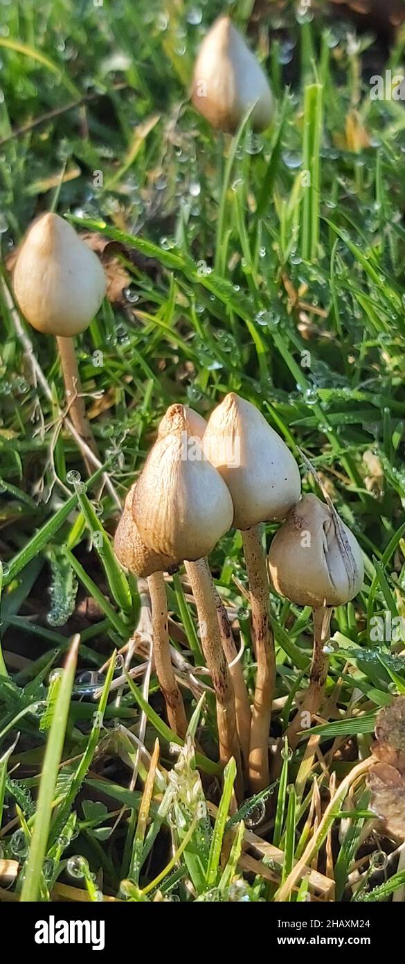 Psilocybe semi lanceolate hi-res stock photography and images - Alamy