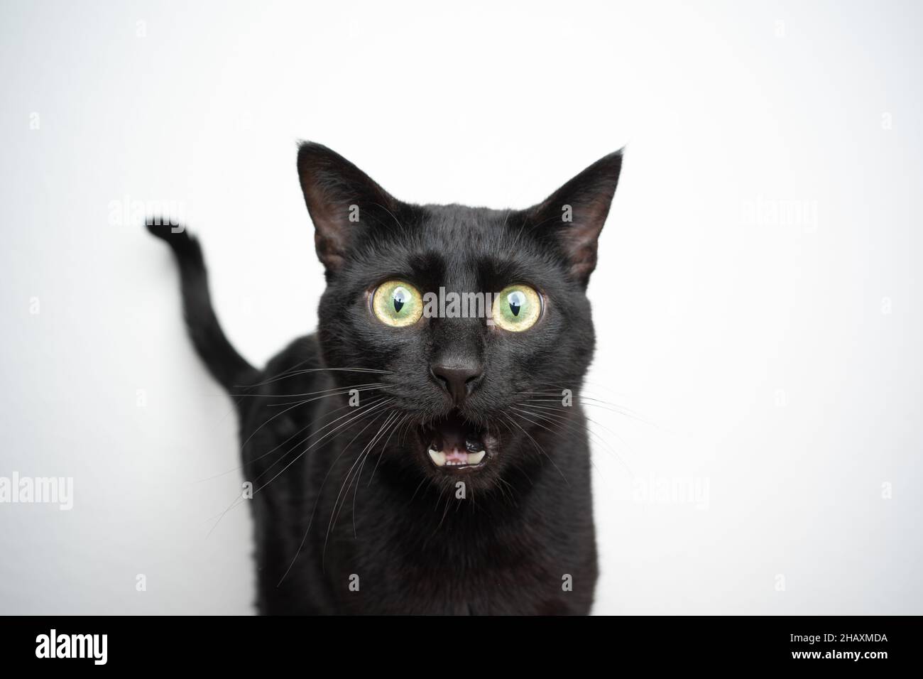 black cat making funny face looking shocked or surprised with mouth ...