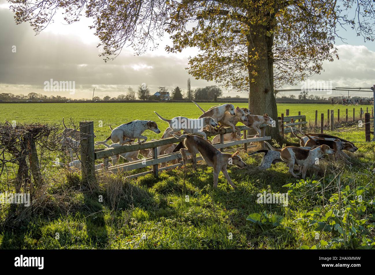 Fox run trail hi-res stock photography and images - Alamy