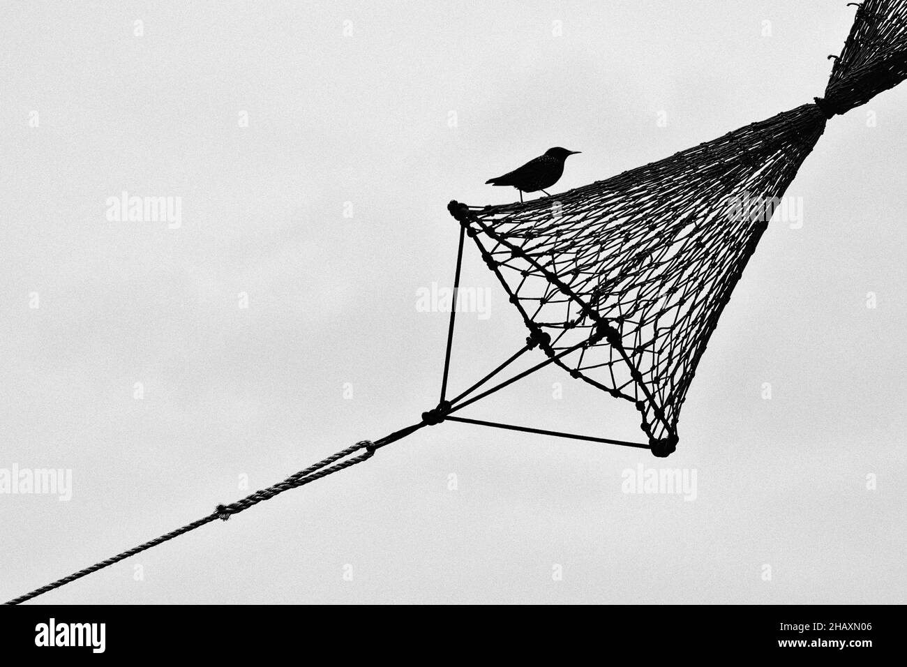 Water net for birds hi-res stock photography and images - Alamy