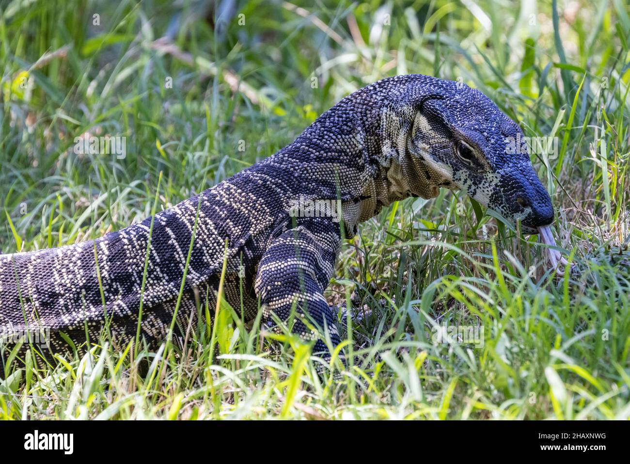 Australian Lace Monitor or Tree Goanna searching for food Stock Photo ...
