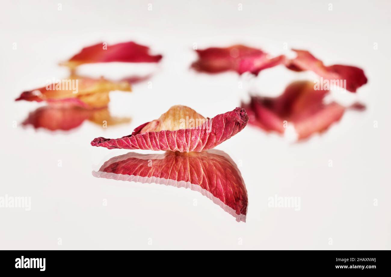 Red dried rose petals on mirror , beautiful mirror reflection Stock ...