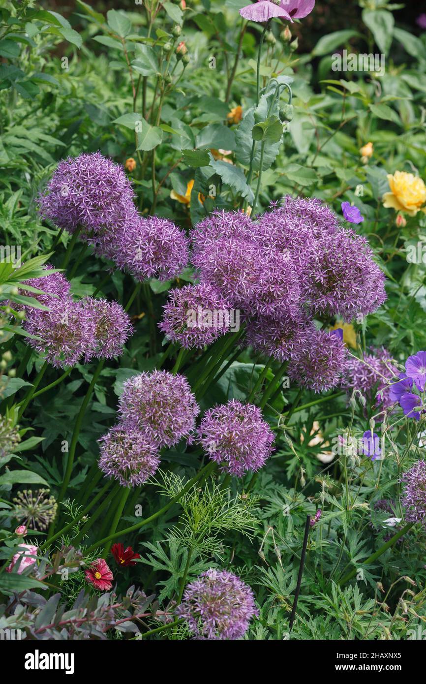 Allium 'Ambassador' in a mixed border Stock Photo - Alamy