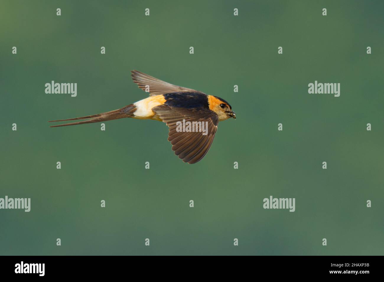Red-rumped Swallow - Hirundo daurica small passerine bird in swallow ...