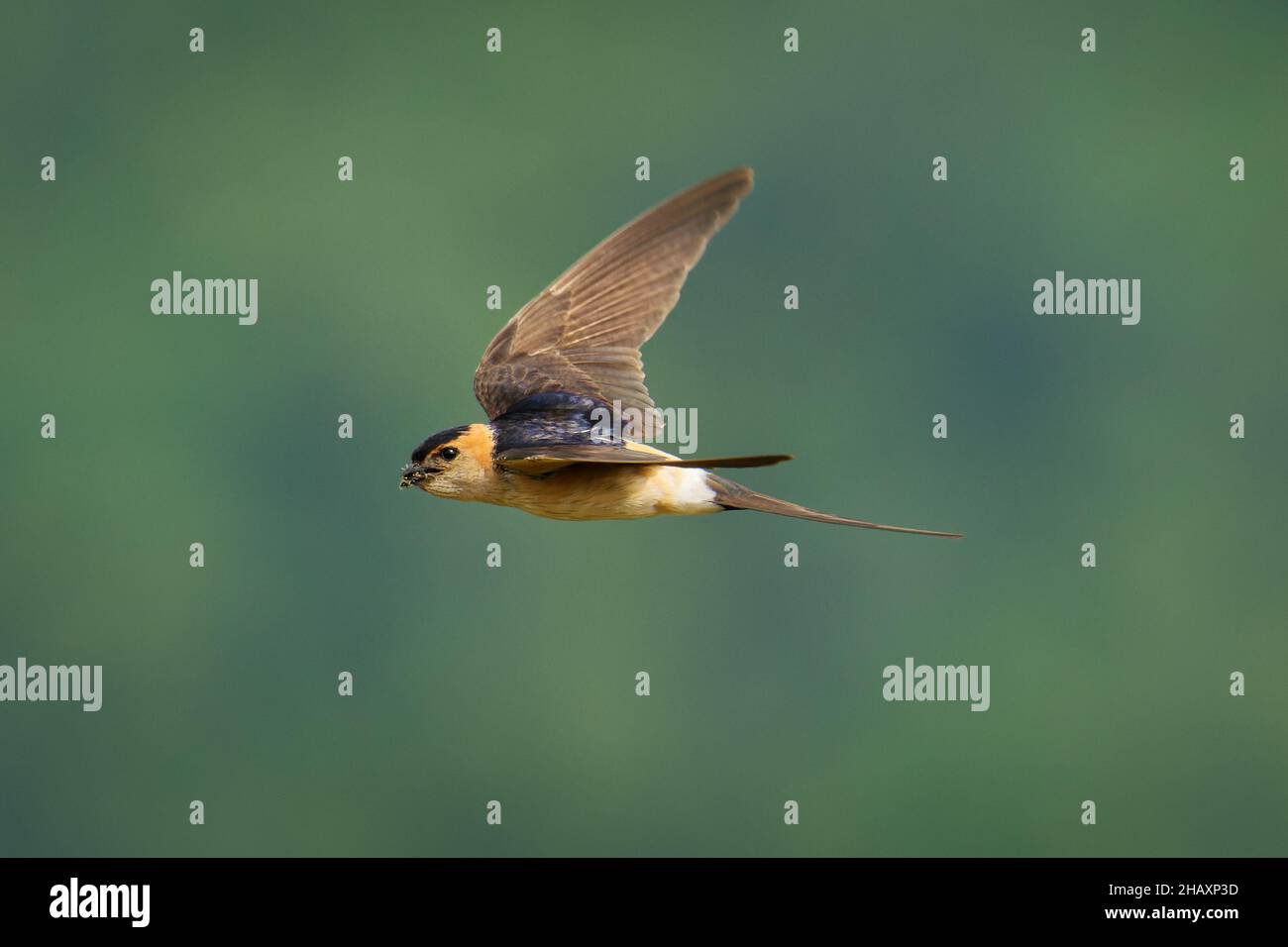 Red-rumped Swallow - Hirundo daurica small passerine bird in swallow ...
