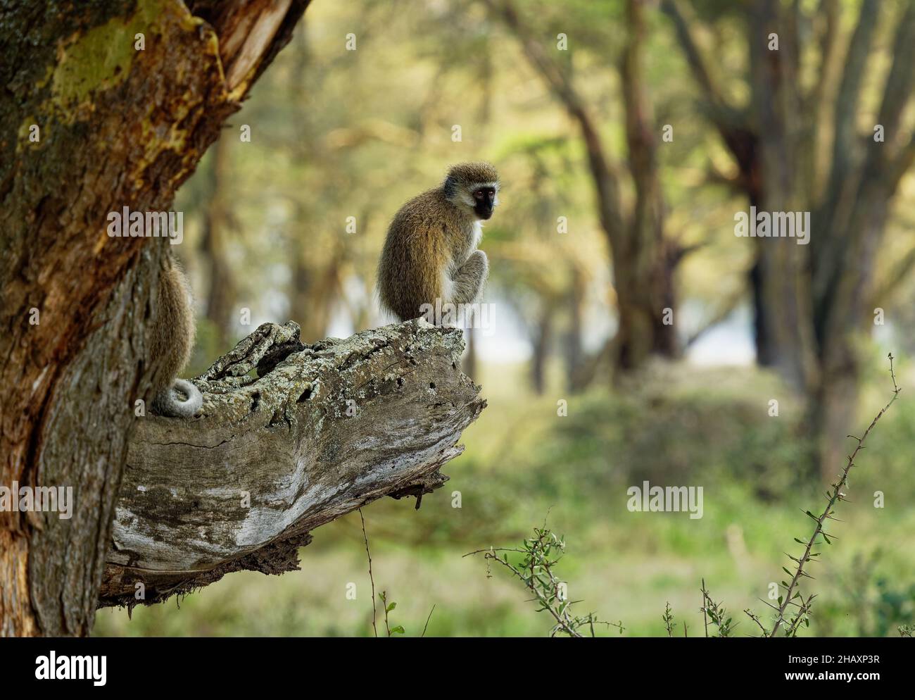Vervet Monkey - Chlorocebus pygerythrus - monkey of Cercopithecidae ...