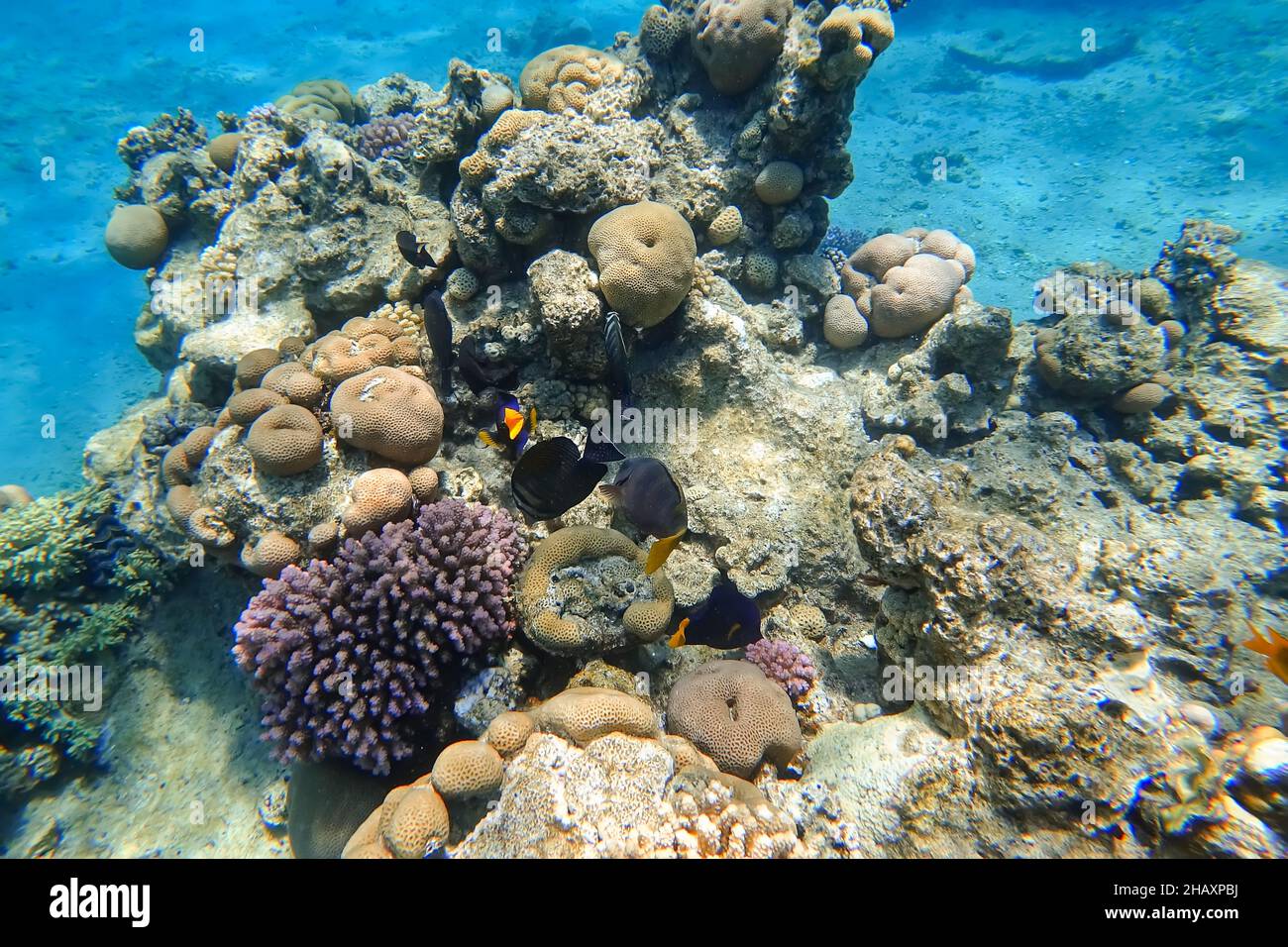 Amazing underwater world of the Red Sea a flock of fish circles around ...