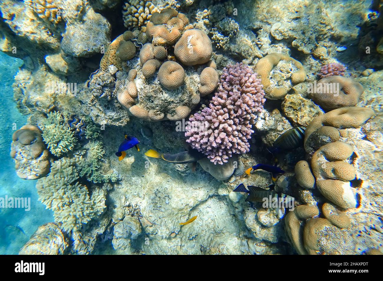 Amazing underwater world of the Red Sea fish swim inside the coral in ...