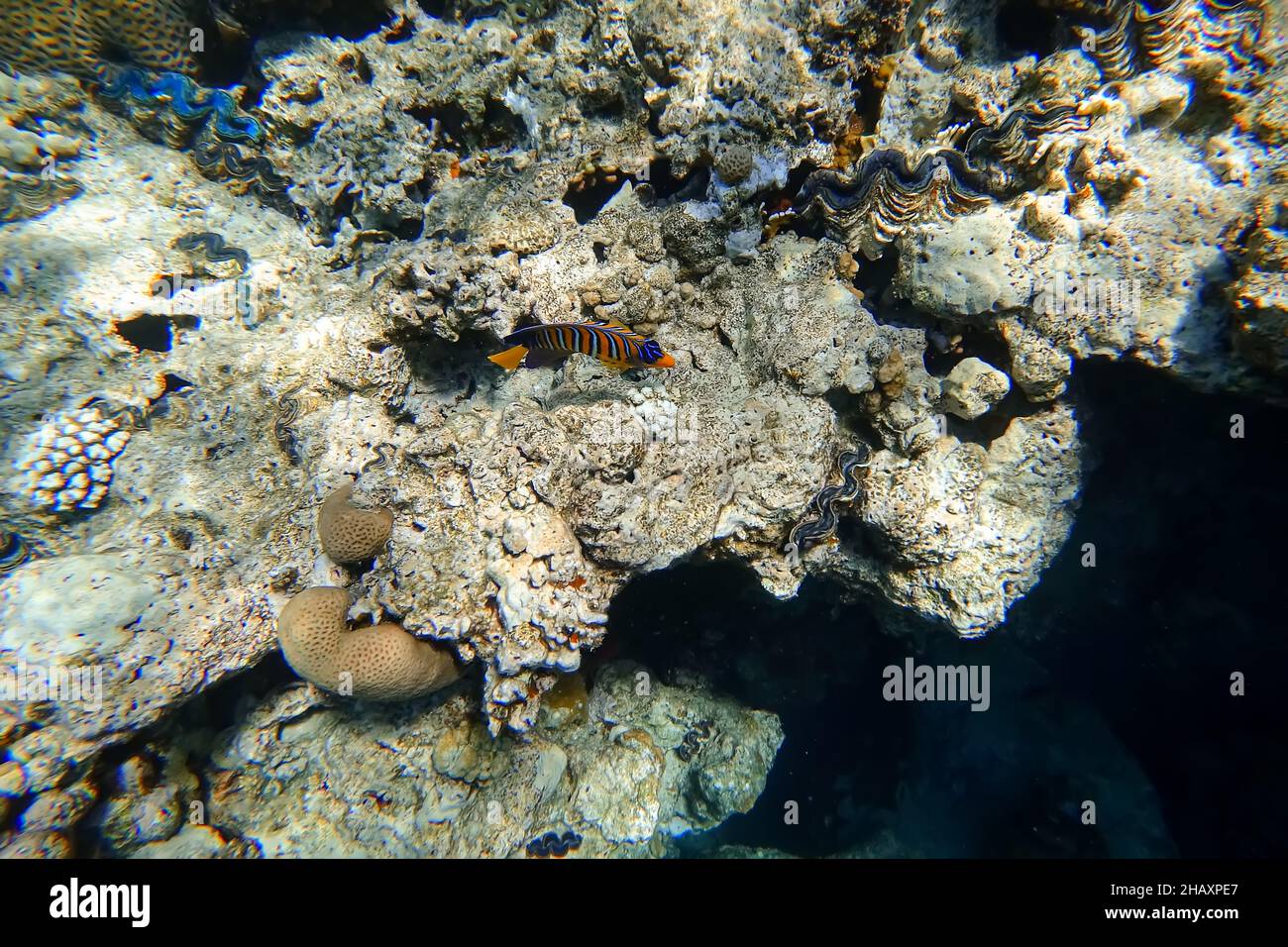 Amazing underwater world of the Red Sea bright fish of colorful colors ...