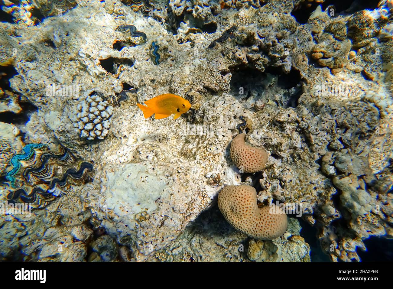Amazing underwater world of the Red Sea bright fish of colorful colors ...