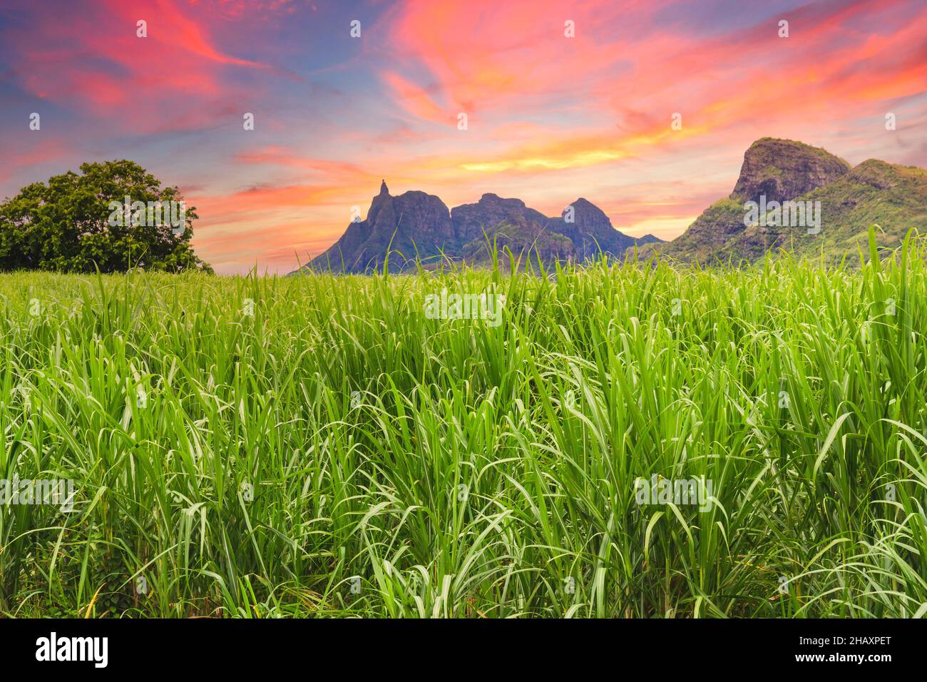 Mauritius, Pamplemousses disctrict, Creve Coeur, sugar cane fields ...
