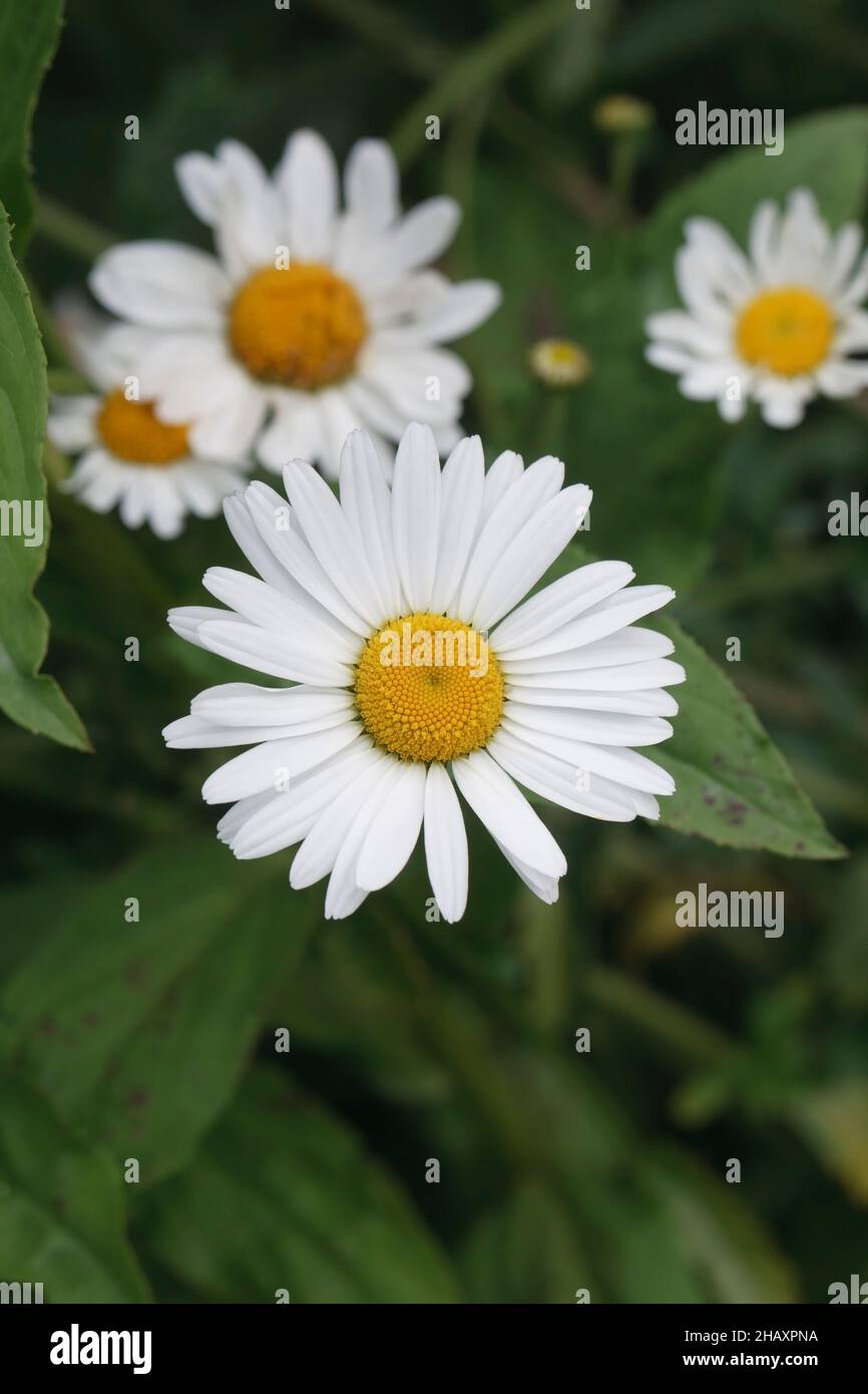 Leucanthemum vulgare. Oxeye daisies in a garden Stock Photo - Alamy