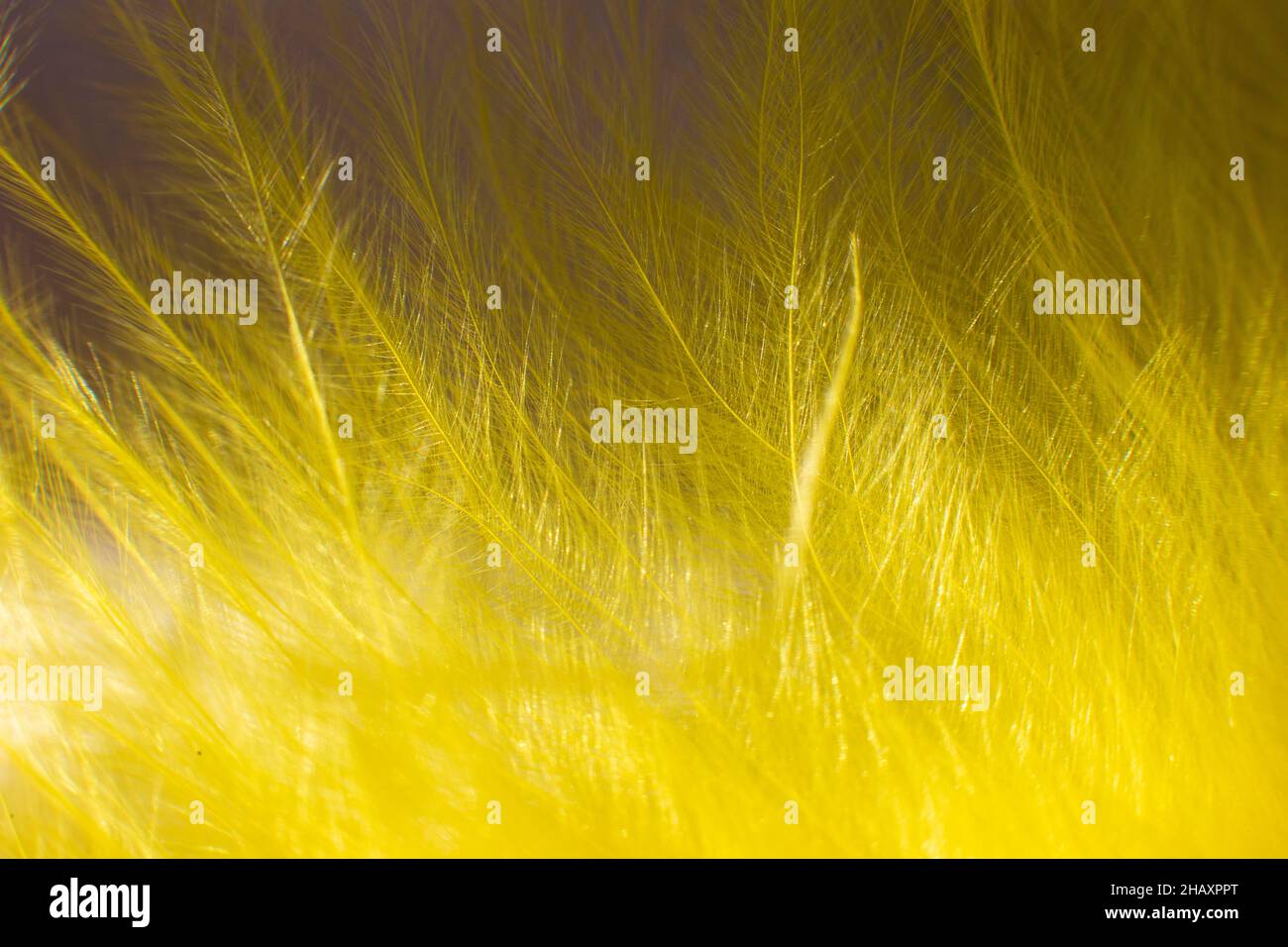 Wing blue bird close up pattern not sky hi-res stock photography and ...