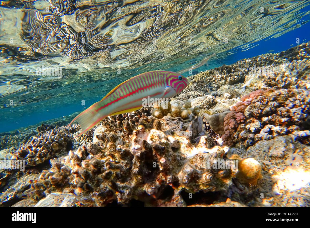 Amazing underwater world of the Red Sea close-up of a tropical fish ...