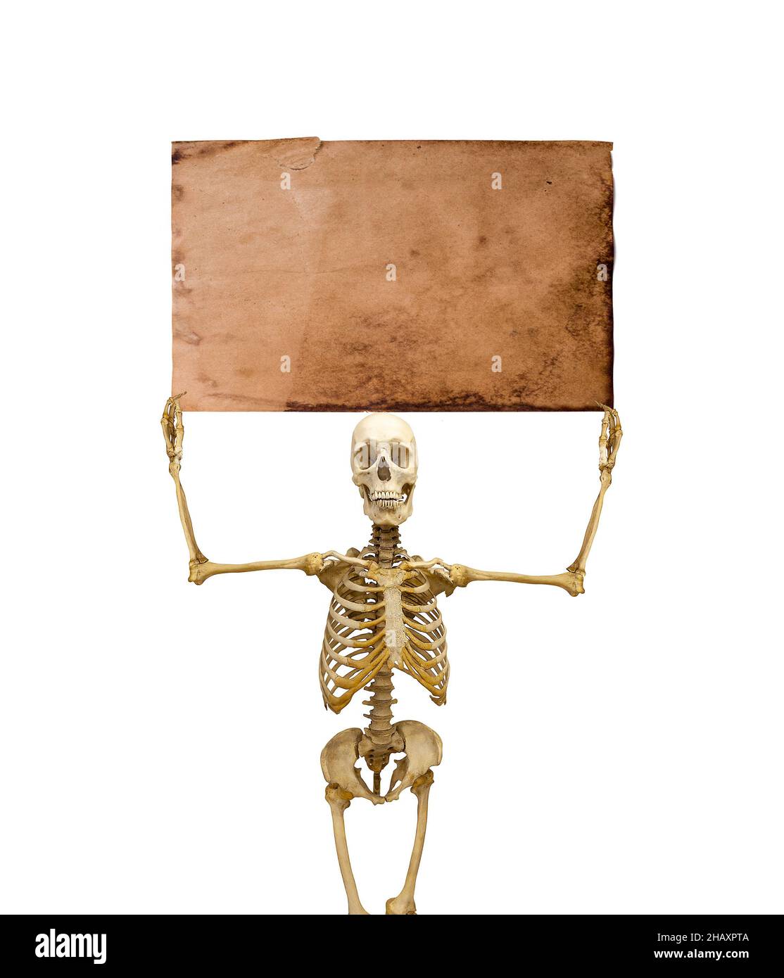 human skeleton holding a poster above its head isolated on white ...