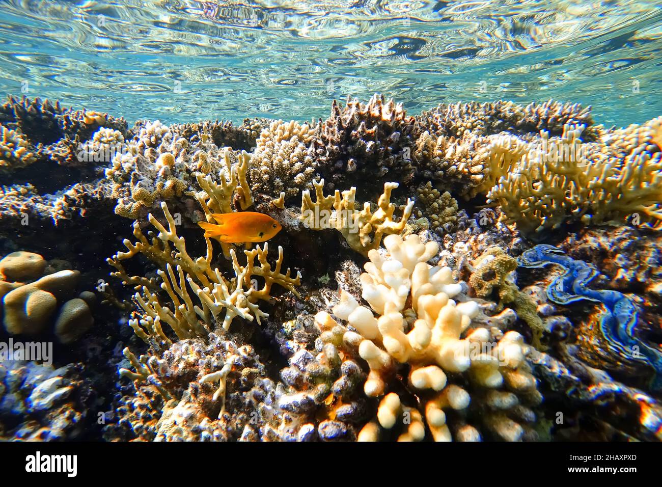 Amazing underwater world of the Red Sea beautiful colorful corals on ...