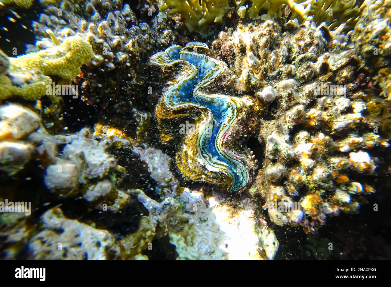 Amazing underwater world of the Red Sea close-up of a shell hidden in ...