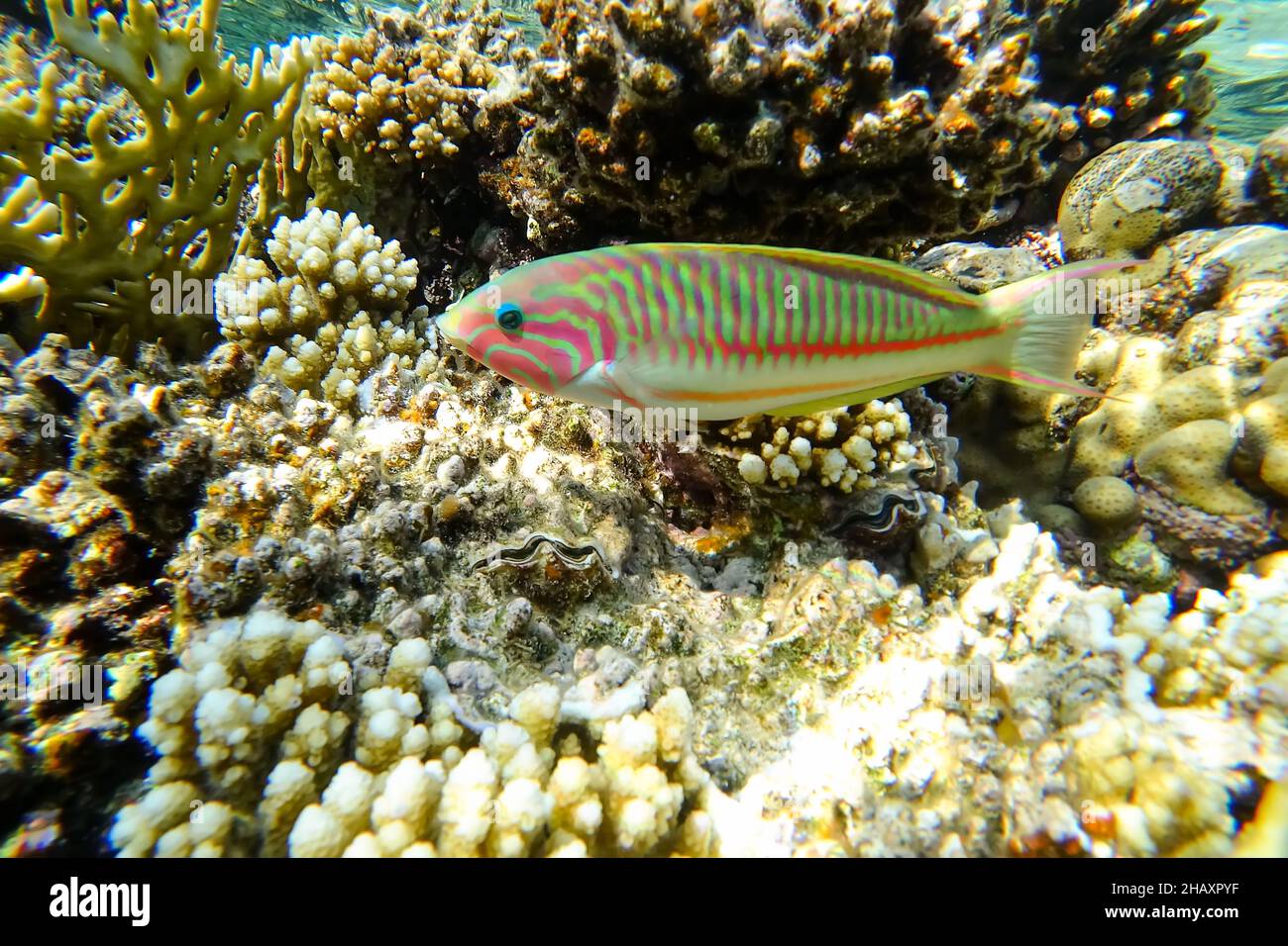 Amazing underwater world of the Red Sea colorful tropical striped fish ...
