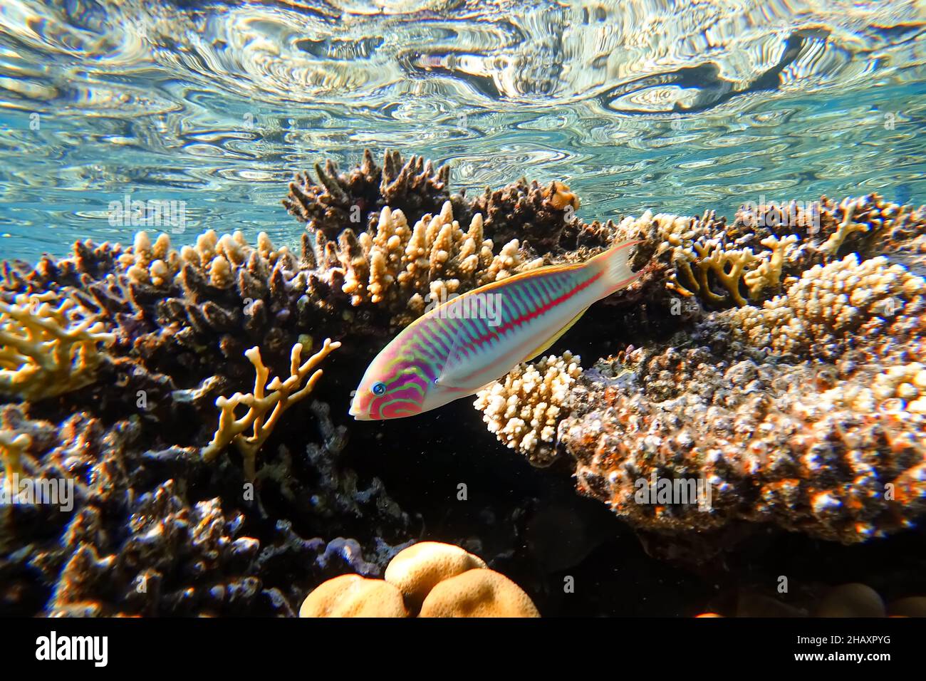 Amazing underwater world of the Red Sea colorful tropical striped fish ...